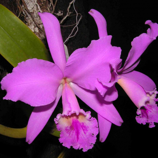 Orchid (Cattleya Labiata) Plant Care & How to Grow, Water