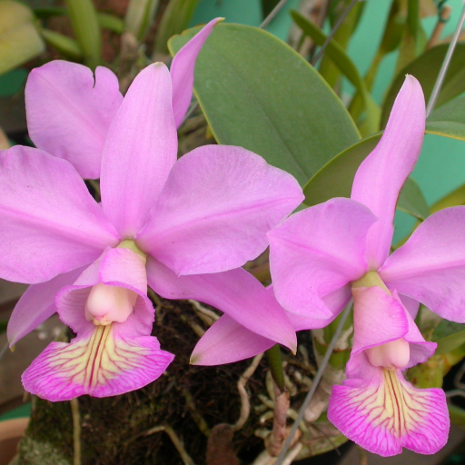 Cattleya Nobilior Plant Care & How to Grow, Water