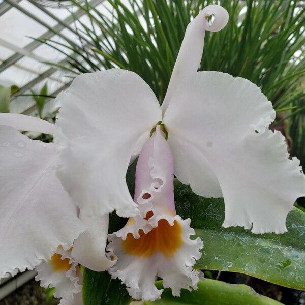 Cattleya Schroederae Care Guide: Water, Soil & Propagation - Plantiary
