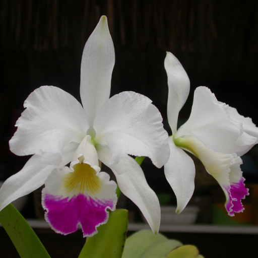 Cattleya Warneri Plant Care & How to Grow, Water