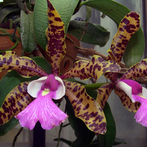 Cattleya Plant Care & How to Grow, Water