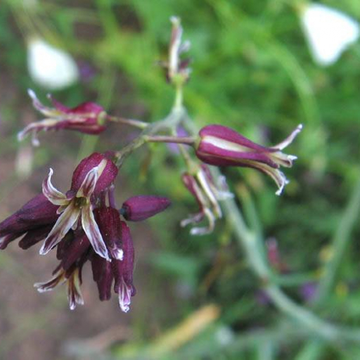 San Diego Wild Cabbage (Caulanthus Heterophyllus) Plant Care & How to ...