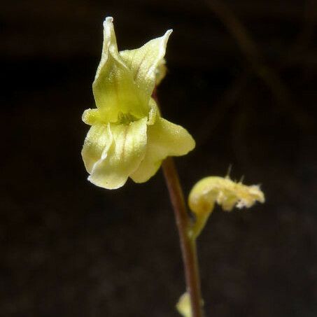 Caulanthus Simulans Plant Care & How to Grow, Water