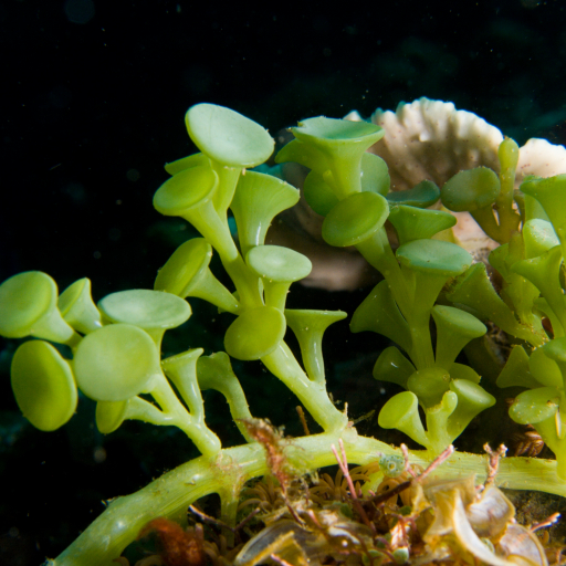 Sea Grapes (Caulerpa Racemosa) Care Guide: Water, Soil & Propagation ...