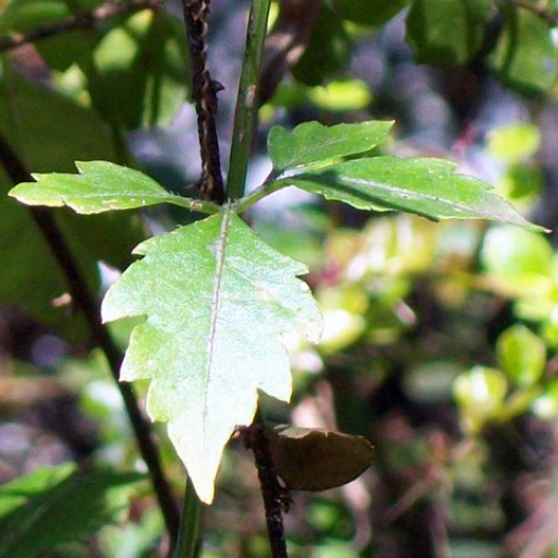 Slender Grape (Causonis Clematidea) Care Guide: Water, Soil ...
