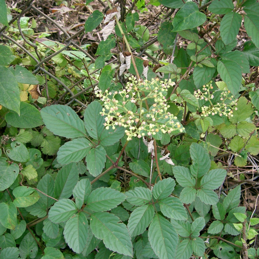 Bushkiller (Causonis Japonica) Care Guide: Water, Soil & Propagation ...