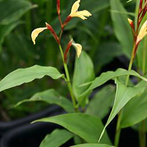 Hardy Shade Ginger (Cautleya Gracilis) Plant Care & How to Grow, Water