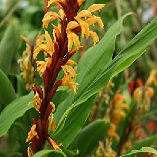 Hardy Shade Ginger (Cautleya Spicata) Care Guide: Water, Soil ...