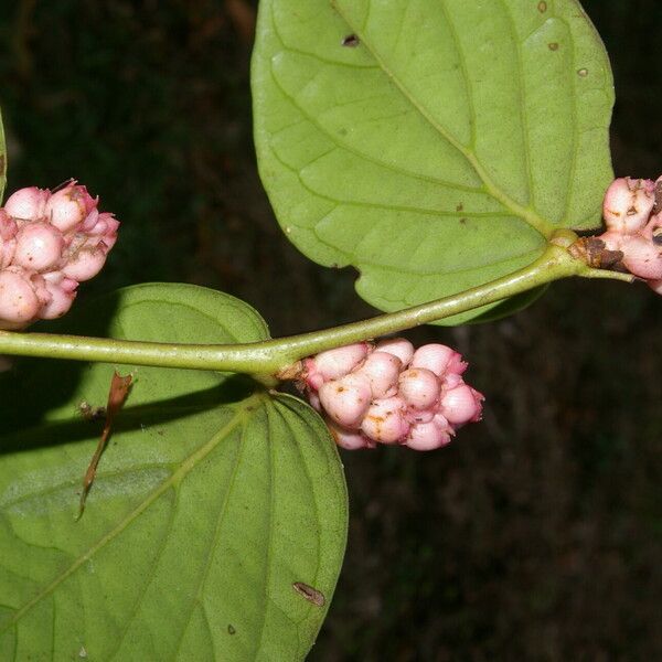 Cavendishia Axillaris Care Guide: Water, Soil & Propagation - Plantiary