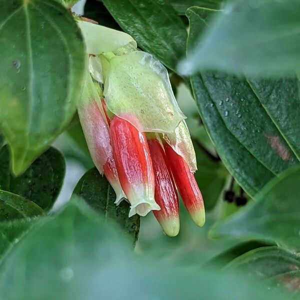 Queen Of The Night (Epiphyllum Oxypetalum) Plant Care & How to Grow, Water