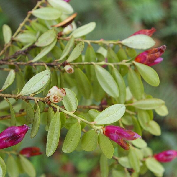 Cavendishia Capitulata Plant Care & How to Grow, Water