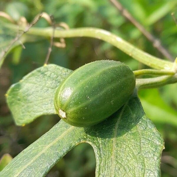 Cayaponia Podantha Care Guide: Water, Soil & Propagation - Plantiary