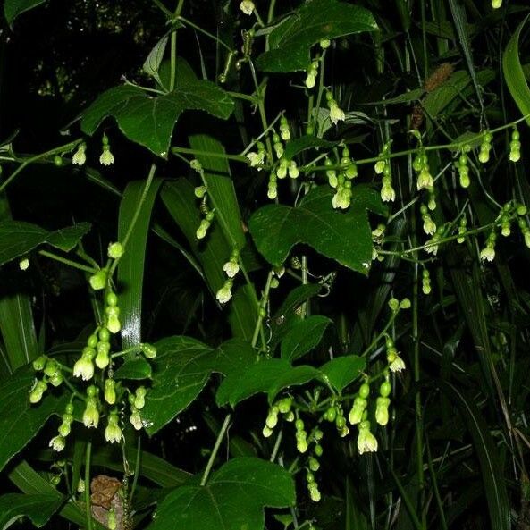 Mountain Melonleaf (Cayaponia Racemosa) Plant Care & How to Grow, Water