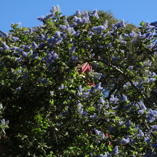 Catalina Mountain-Lilac (Ceanothus Arboreus) Plant Care & How to Grow ...