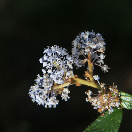 Ceanothus Caeruleus Plant Care & How to Grow, Water