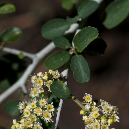 Mountain Whitethorn (Ceanothus Cordulatus) Plant Care & How to Grow, Water