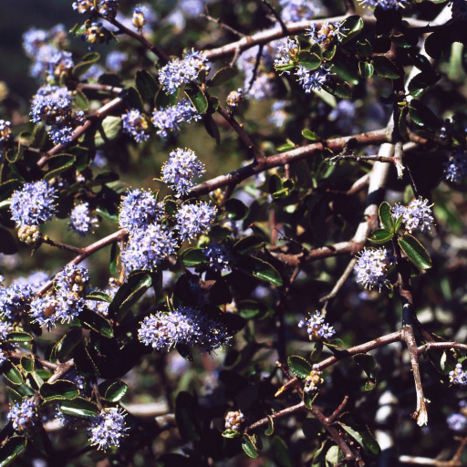 Wavyleaf Ceanothus (Ceanothus Foliosus) Plant Care & How to Grow, Water