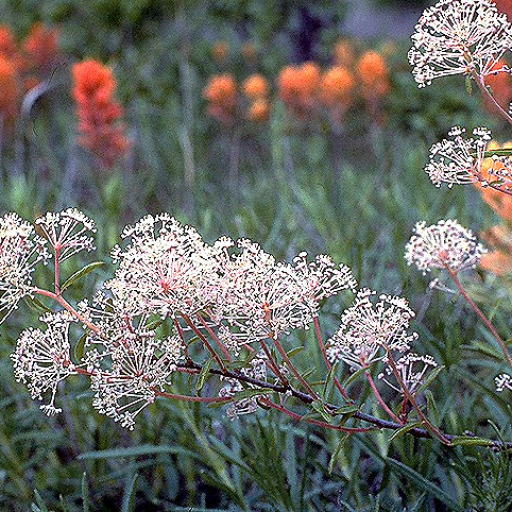 Redroot (Ceanothus Herbaceus) Plant Care & How to Grow, Water