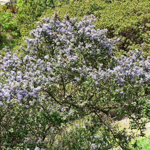 Santa Barbara Ceanothus (Ceanothus Impressus) Plant Care & How to Grow ...