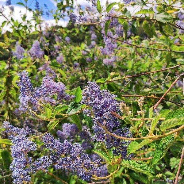 Lemmon's Ceanothus (Ceanothus Lemmonii) Plant Care & How to Grow, Water