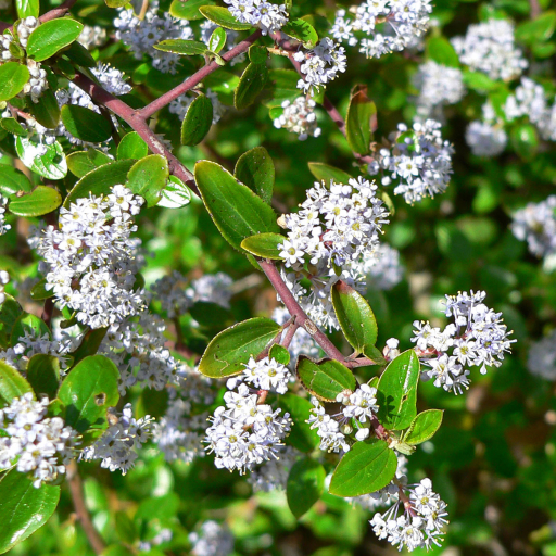 Hairy Ceanothus (Ceanothus Oliganthus) Plant Care & How to Grow, Water
