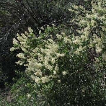 Palmer Ceanothus (Ceanothus Palmeri) Plant Care & How to Grow, Water