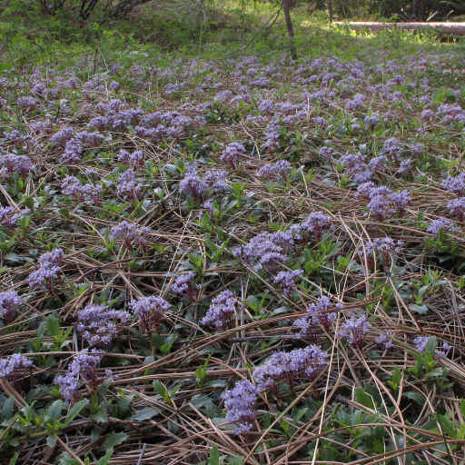 Mahala-Mat (Ceanothus Prostratus) Plant Care & How to Grow, Water