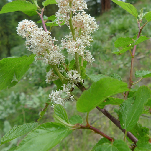 Redstem Ceanothus (Ceanothus Sanguineus) Plant Care & How to Grow, Water