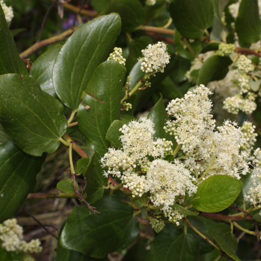 Snowbrush Ceanothus (Ceanothus Velutinus) Care Guide: Water, Soil ...