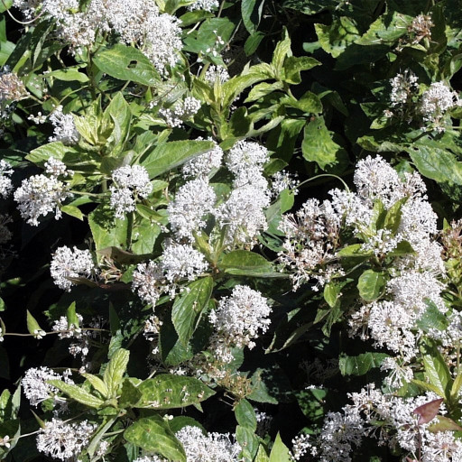 California Lilac (Ceanothus) Plant Care & How to Grow, Water