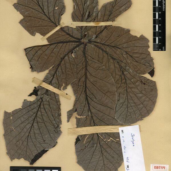 Cecropia Distachya Plant Care & How to Grow, Water