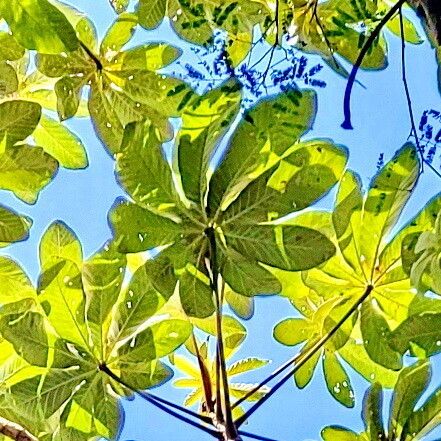 Cecropia Hololeuca Plant Care & How to Grow, Water