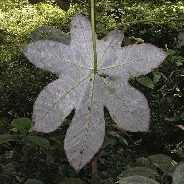 Guarumo Tree (Cecropia Insignis) Plant Care & How to Grow, Water