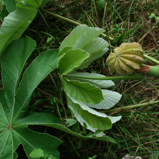 Trumpet Tree (Cecropia Peltata) Plant Care & How to Grow, Water