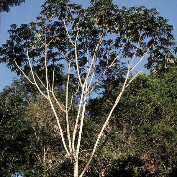 Cecropia Sciadophylla Care Guide: Water, Soil & Propagation - Plantiary