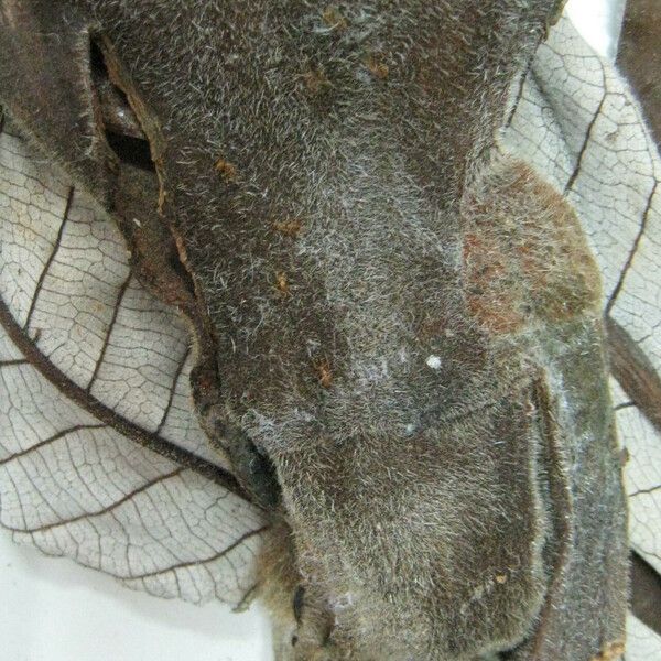 Cecropia Silvae Plant Care & How to Grow, Water