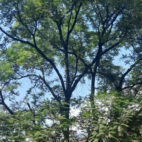 Cedrela Angustifolia Plant Care & How to Grow, Water