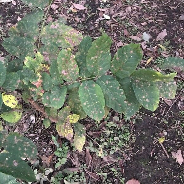 Cedrela Salvadorensis Plant Care & How to Grow, Water