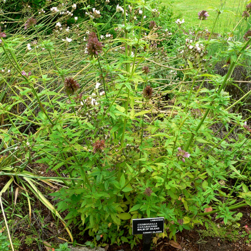 Canary Islands-balm (Cedronella Canariensis) Plant Care & How to Grow ...