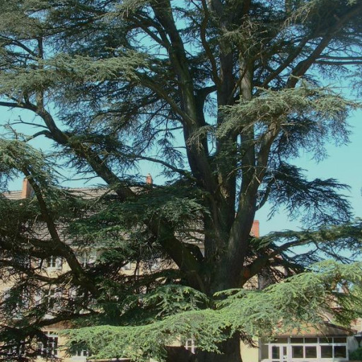 Atlas Cedar (Cedrus Atlantica) Plant Care & How to Grow, Water