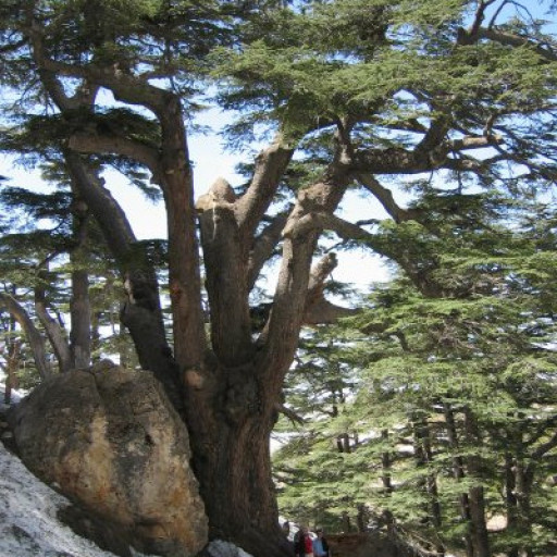 Cedar Of Lebanon (Cedrus Libani) Plant Care & How to Grow, Water