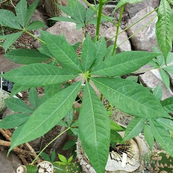 Pochote (Ceiba Acuminata) Plant Care & How to Grow, Water