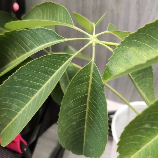 Pochote (Ceiba Aesculifolia) Plant Care & How to Grow, Water