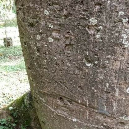 Ceiba Erianthos Plant Care & How to Grow, Water