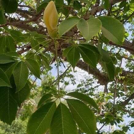White Silk Floss Tree (Ceiba Insignis) Plant Care & How to Grow, Water