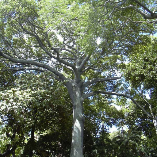 White Silk-Cotton Tree (Ceiba Pentandra) Plant Care & How to Grow, Water