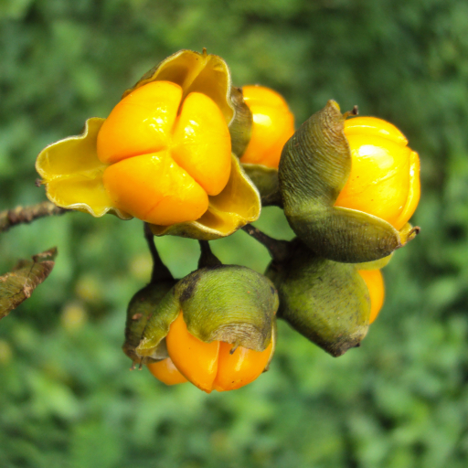 Black Oil (Celastrus Paniculatus) Plant Care & How to Grow, Water