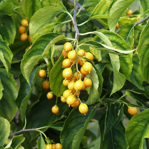 Climbing Bittersweet (Celastrus Scandens) Plant Care & How to Grow, Water