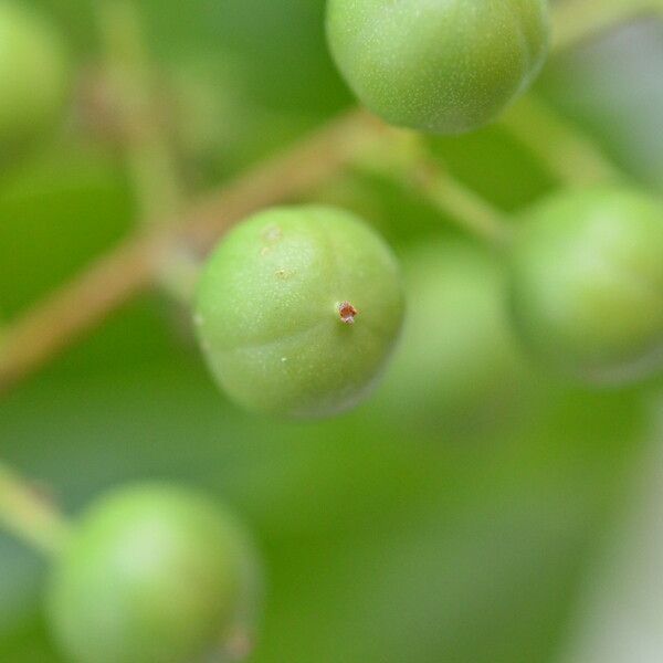 White Vine (Celastrus Subspicatus) Care Guide: Water, Soil ...