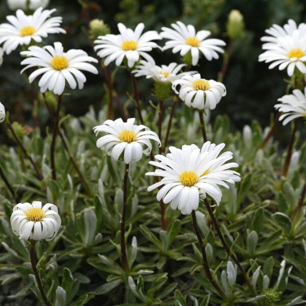 Strap- Leaved Daisy (Celmisia Angustifolia) Plant Care & How to Grow, Water